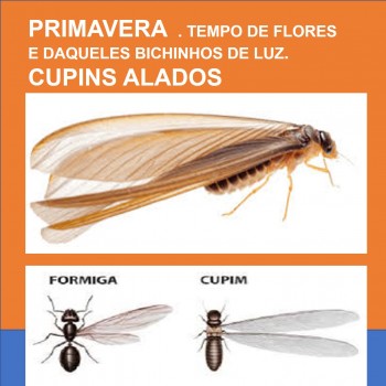 RJ INSET - CUPINS Bichinhos de luz